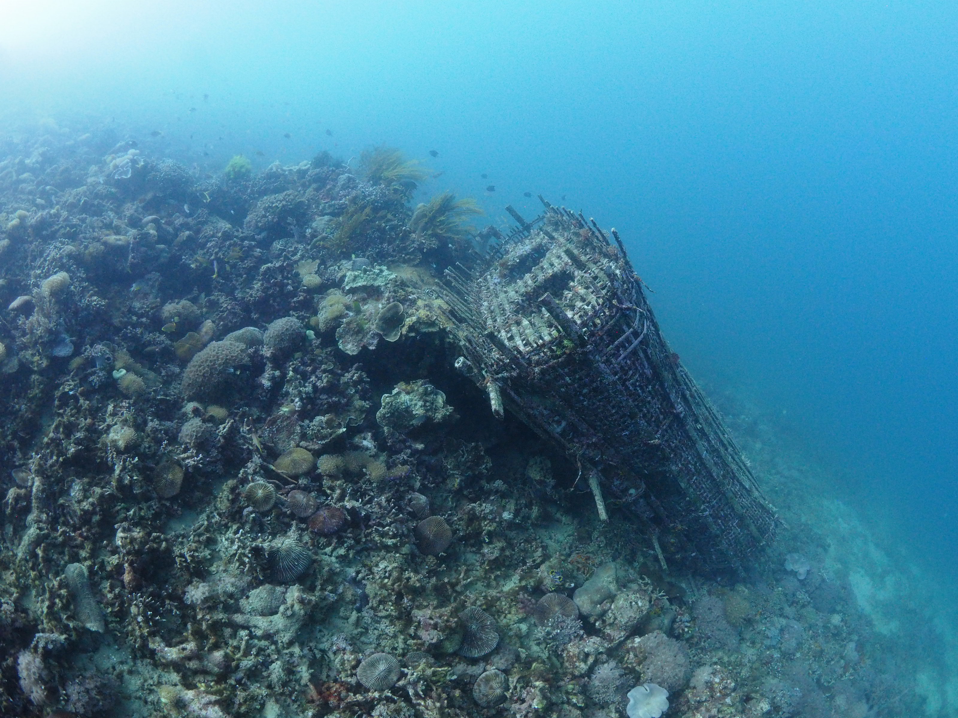 Coral Reef Management and Tara Bandu on Ataúro Island: an ecologist's ...